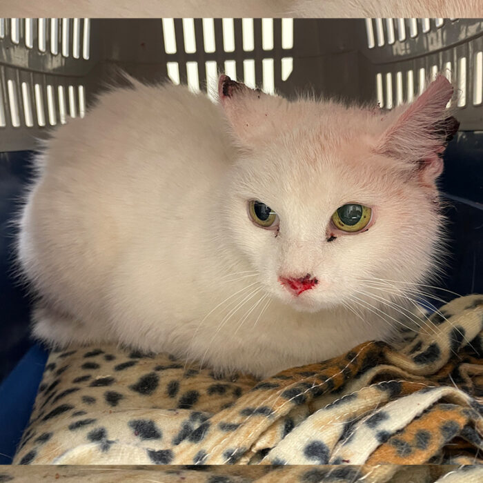 Story of 'Jasmine' Shows What to Look Out for When White Cats Live ...