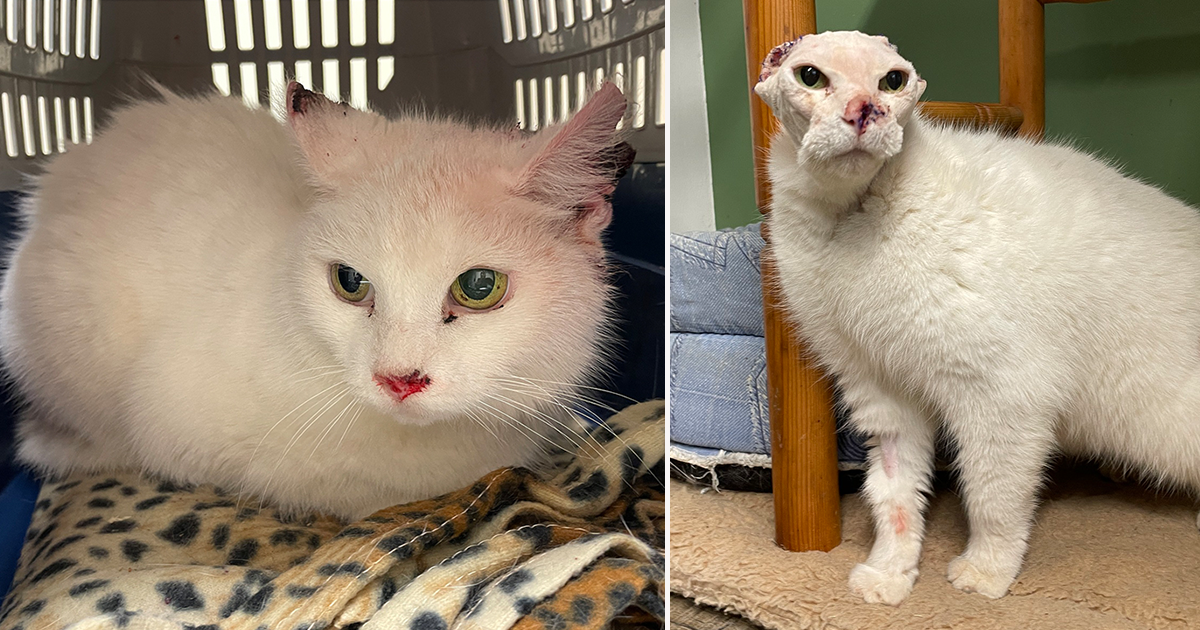 Story of 'Jasmine' Shows What to Look Out for When White Cats Live ...