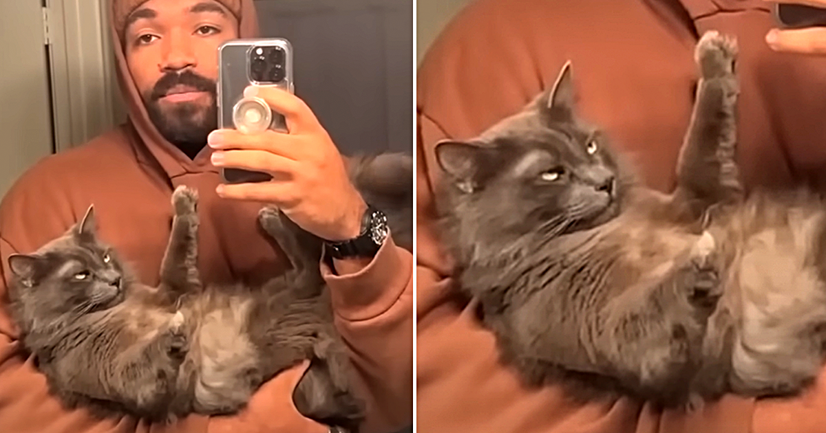 What's the Shocking Difference Between Harvey the Cat and His ...