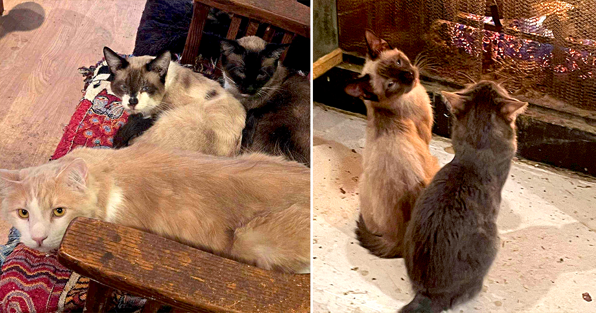 'All Paws on Deck' to Save and Find Foster Homes for 100 Cats and ...