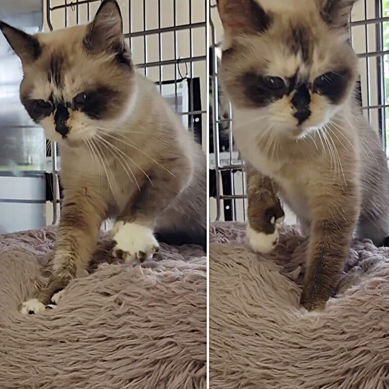 You Bring the Lap, and These Adult Kitties Bring the Cutest Skills