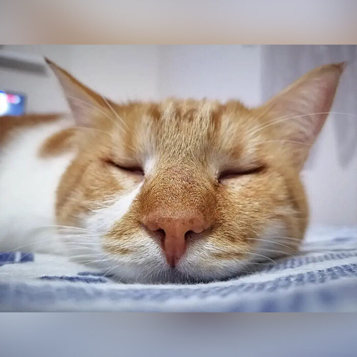 Follow This Adorable Blind Cat Exploring His New Surroundings