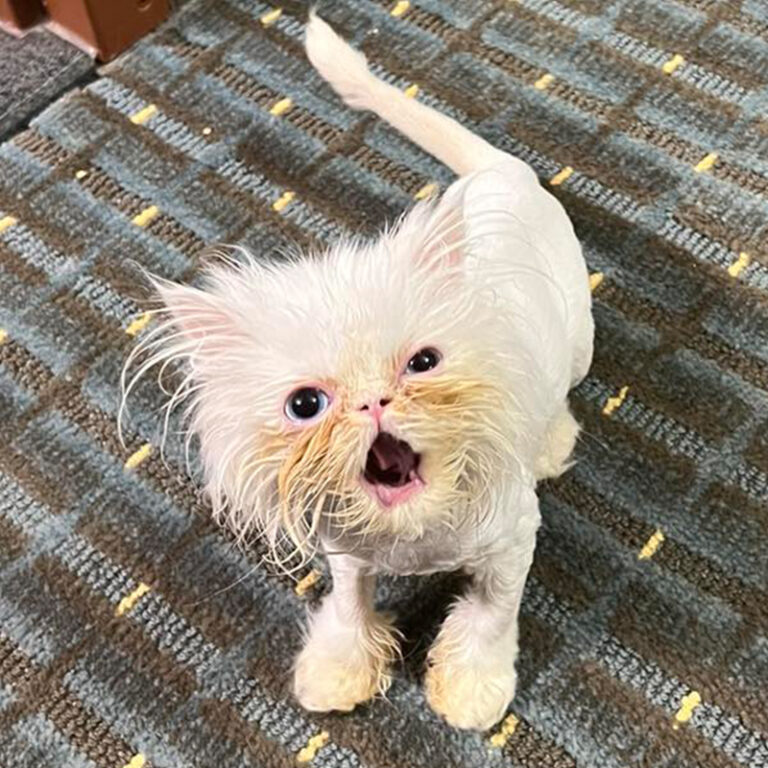 Sometimes You Just Have to Laugh at the Mess We All Can Be