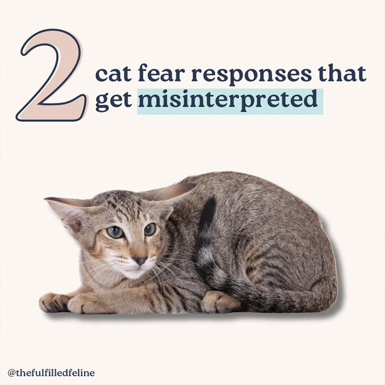 Two Often Misinterpreted Ways a Cat May React to Fear and Stress - Cole ...