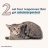 Two Often Misinterpreted Ways a Cat May React to Fear and Stress - Cole ...