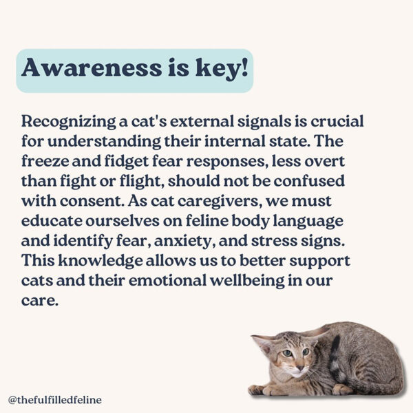 Two Often Misinterpreted Ways a Cat May React to Fear and Stress - Cole ...