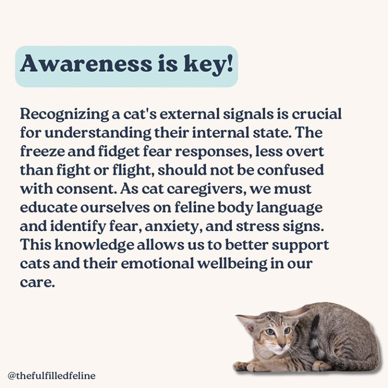 Two Often Misinterpreted Ways a Cat May React to Fear and Stress - Cole ...