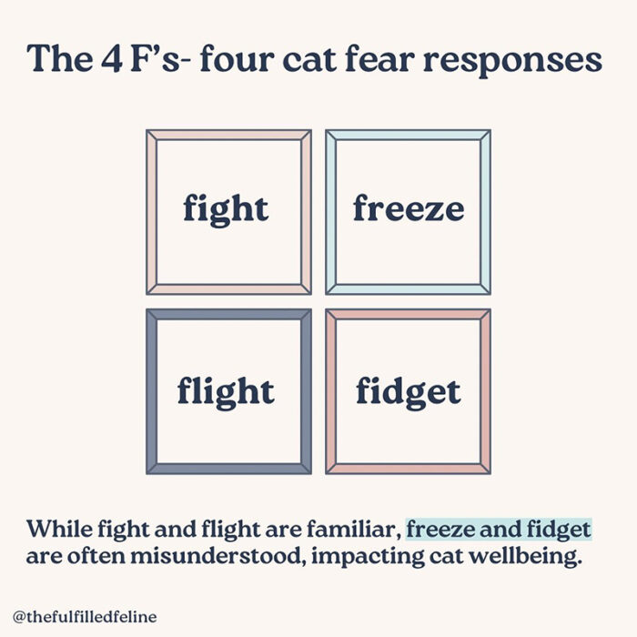 Two Often Misinterpreted Ways a Cat May React to Fear and Stress - Cole ...