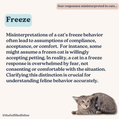 Two Often Misinterpreted Ways a Cat May React to Fear and Stress - Cole ...