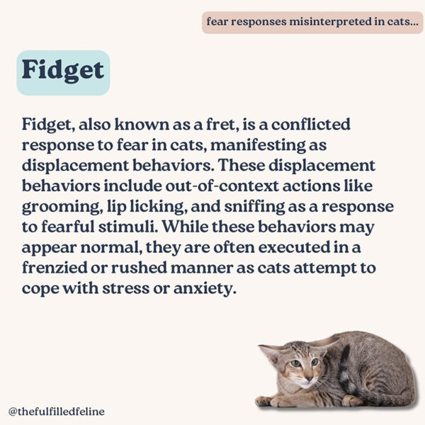 Two Often Misinterpreted Ways a Cat May React to Fear and Stress - Cole ...
