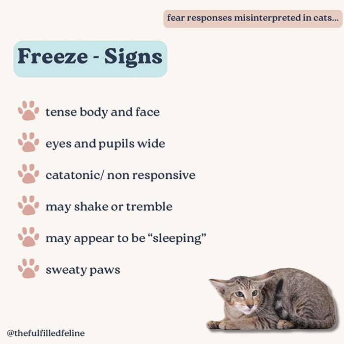 Two Often Misinterpreted Ways a Cat May React to Fear and Stress - Cole ...