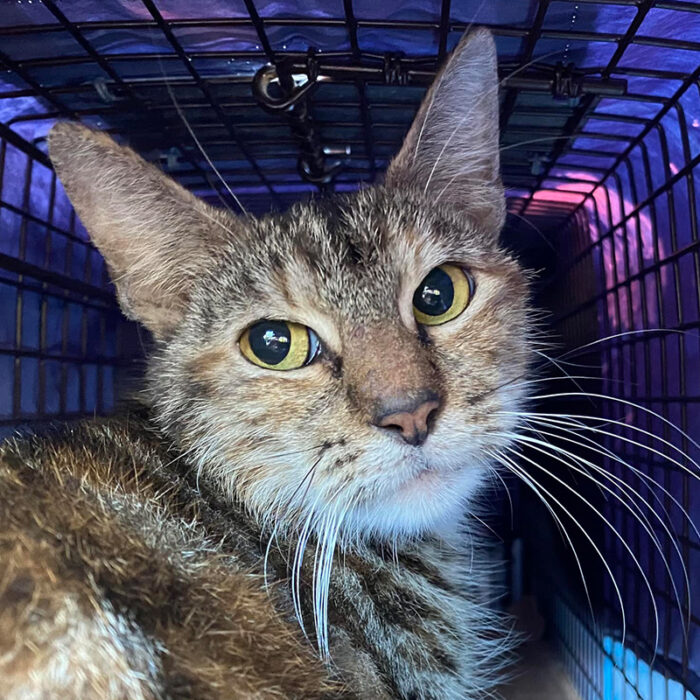 Two Often Misinterpreted Ways a Cat May React to Fear and Stress - Cole ...