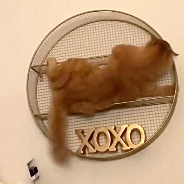 There's Just Something Different About Life with a Ginger Cat