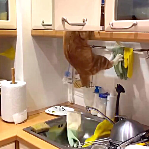 There's Just Something Different About Life with a Ginger Cat