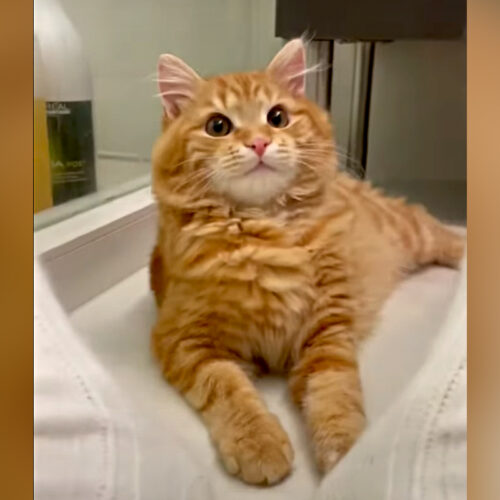 There's Just Something Different About Life with a Ginger Cat