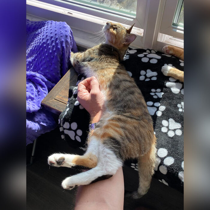 When You're Petting a Cat, and They Suddenly Attack Your Arm! Here's ...