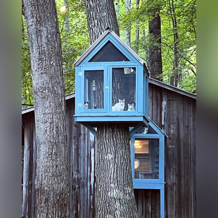 Enchanting Catio Treehouse Gives Rescued Kittens a View from Above ...