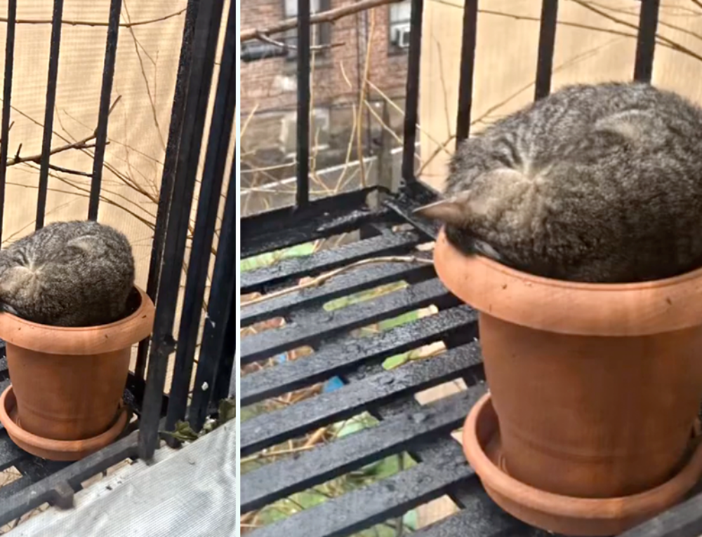 How to Celebrate Easter with Cats! - Cole & Marmalade