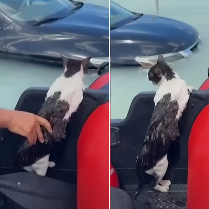 Soaked Cat Seems to Say 'Thank You!' to Man After Rescue from Historic ...