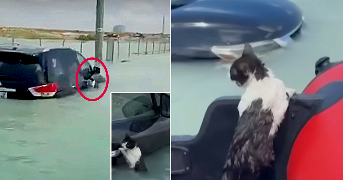 Soaked Cat Seems to Say 'Thank You!' to Man After Rescue from Historic ...