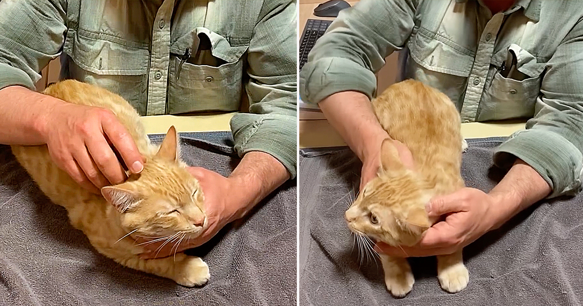 Simple Techniques You Can Try at Home to Help Relax Stressed Cats ...