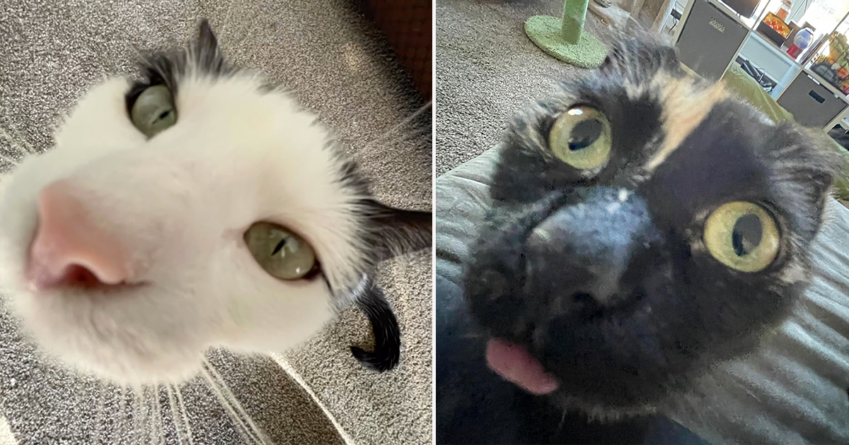 Two Rescued Cats are Total Goobers and That's Why We Love Them - Cole ...