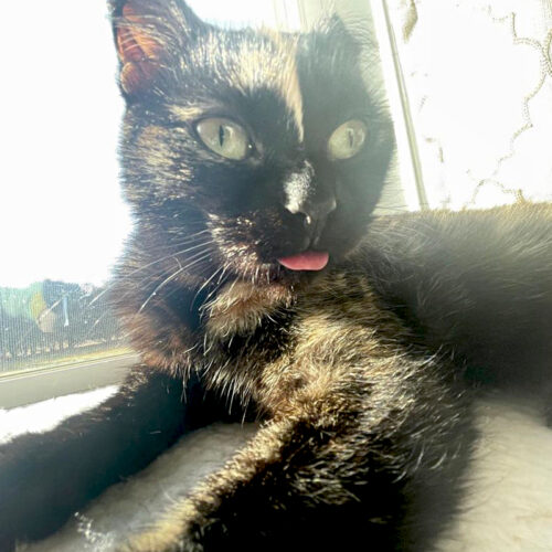 Two Rescued Cats are Total Goobers and That's Why We Love Them - Cole ...