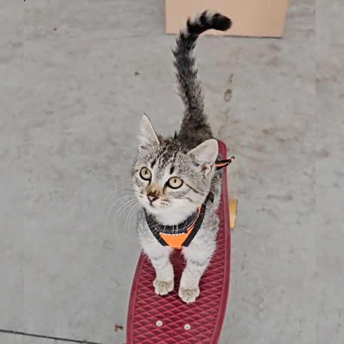 Rescued Tabby Found Meowing on a Hill Takes to a Skateboard Like a Pro ...