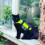 A Playful Police Cat Goes on Paw Patrol Each Morning in Amsterdam ...