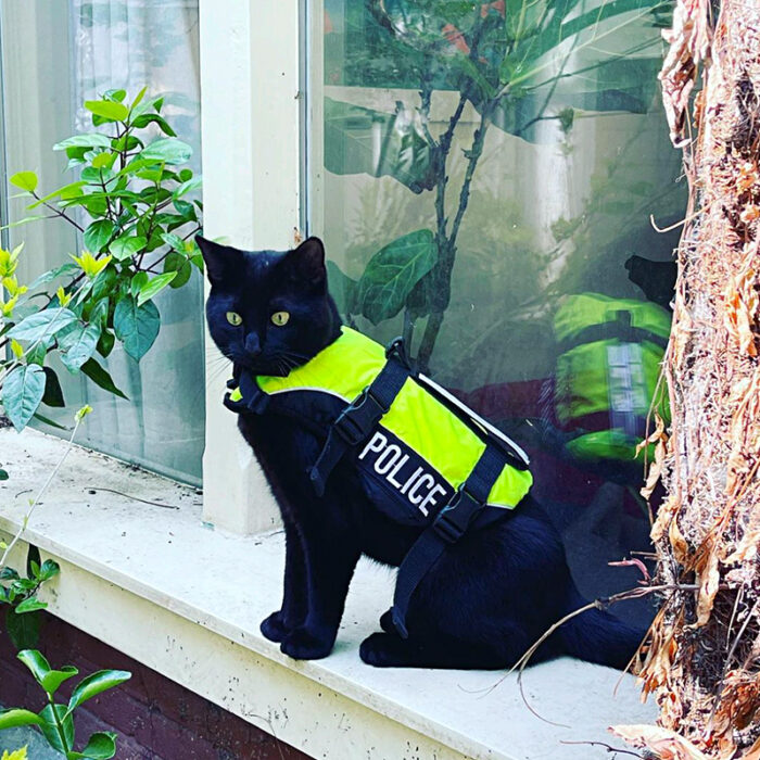 A Playful Police Cat Goes on Paw Patrol Each Morning in Amsterdam ...