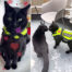 A Playful Police Cat Goes on Paw Patrol Each Morning in Amsterdam ...