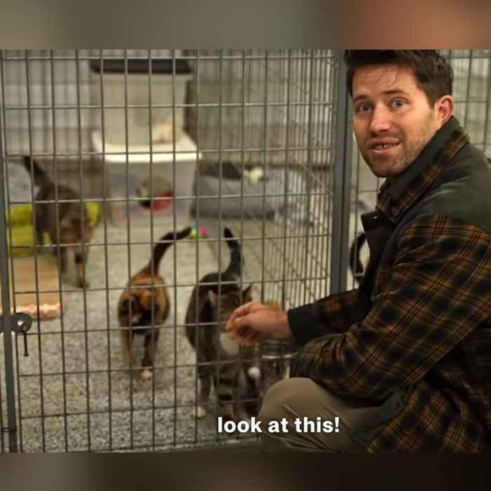 Nathan the Cat Lady is Building a Cat Oasis After Helping Save Hundreds ...