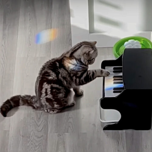 Cats Purrform Meowlodic Concerts for a Treat with This Tiny Piano ...