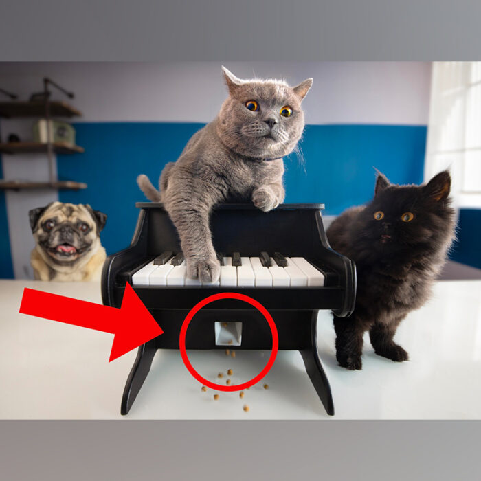Cats Purrform Meowlodic Concerts for a Treat with This Tiny Piano ...