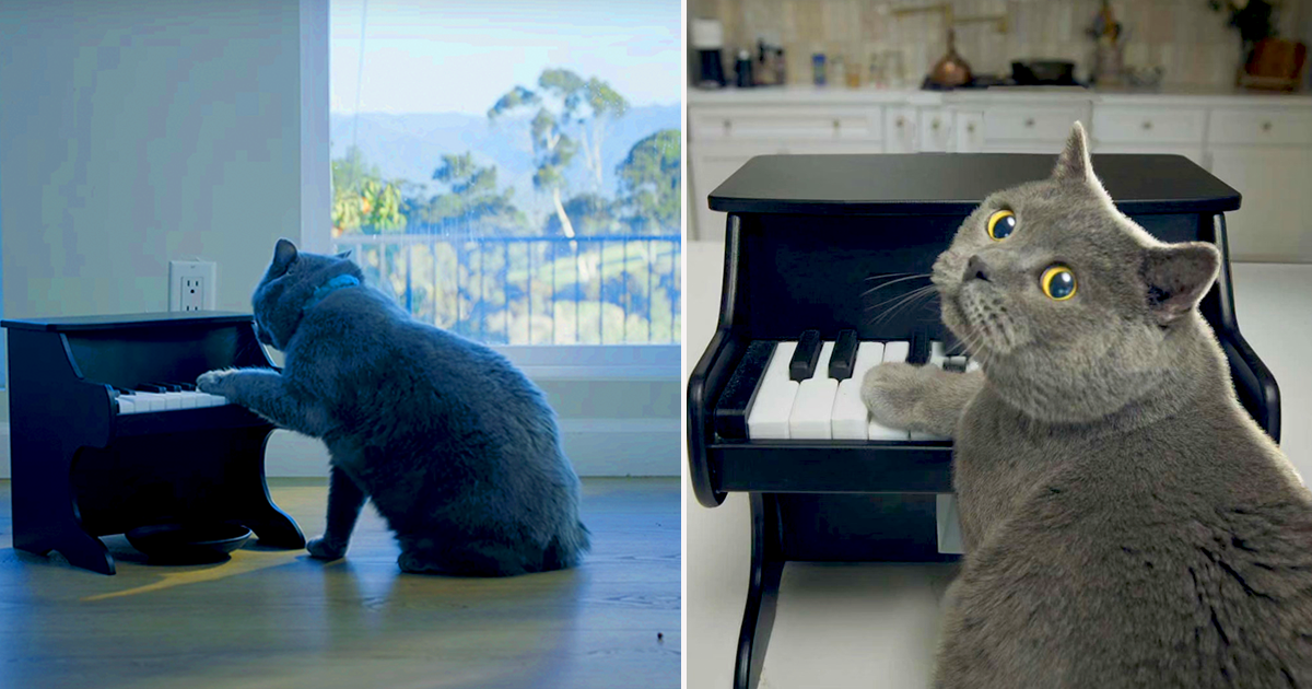 Cat Playing Piano Cats Purrform Meowlodic Concerts For A Treat With