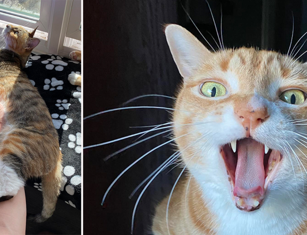 Signs Of Aggression In Cats And How To Help - Cole & Marmalade