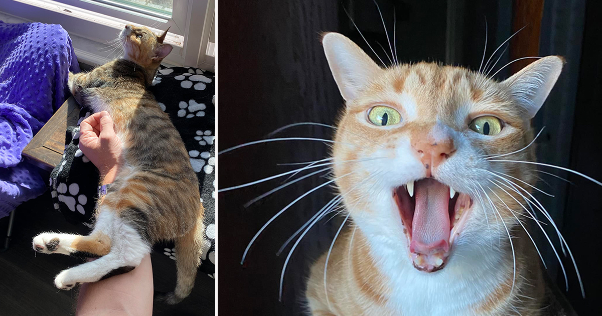 When You're Petting a Cat, and They Suddenly Attack Your Arm! Here's ...