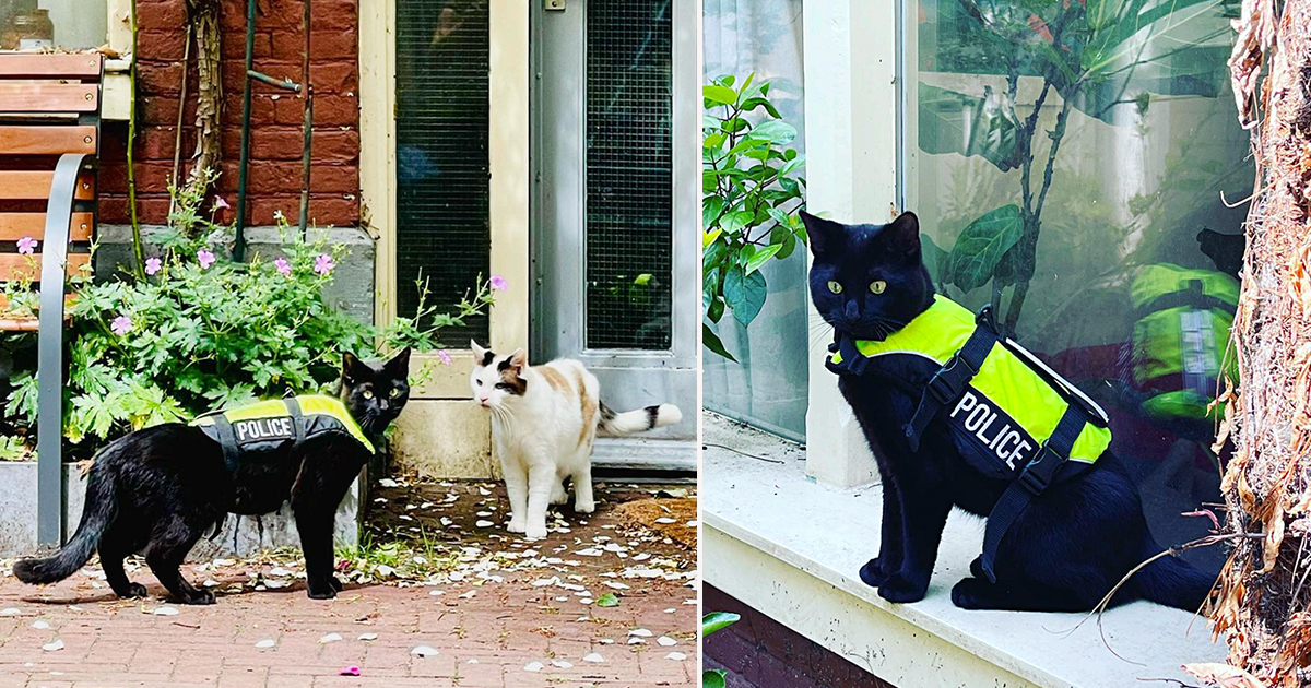 A Playful Police Cat Goes on Paw Patrol Each Morning in Amsterdam ...