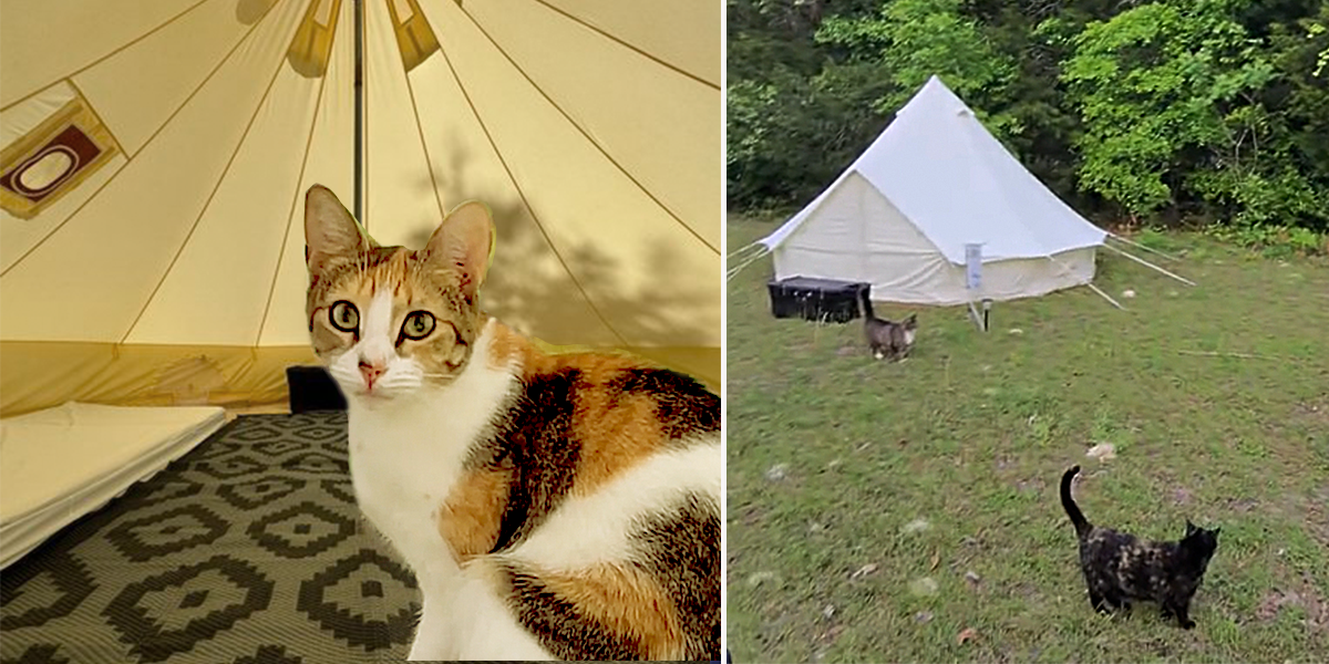 You Can Go Glamping with Adoptable Cats at 'Purradise Springs' in ...