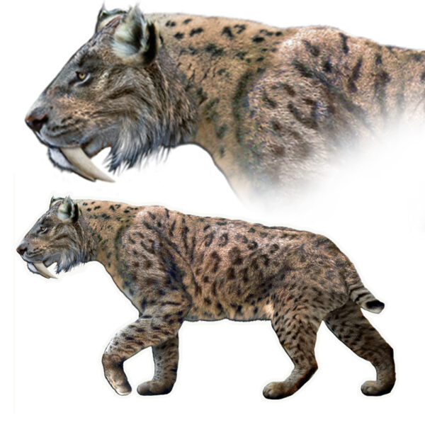 New Fossil Discovery Is a Reminder Saber Tooth Cats Once Stalked ...