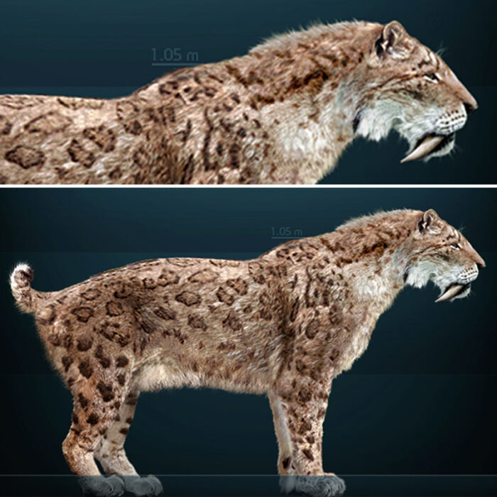 New Fossil Discovery Is a Reminder Saber Tooth Cats Once Stalked ...