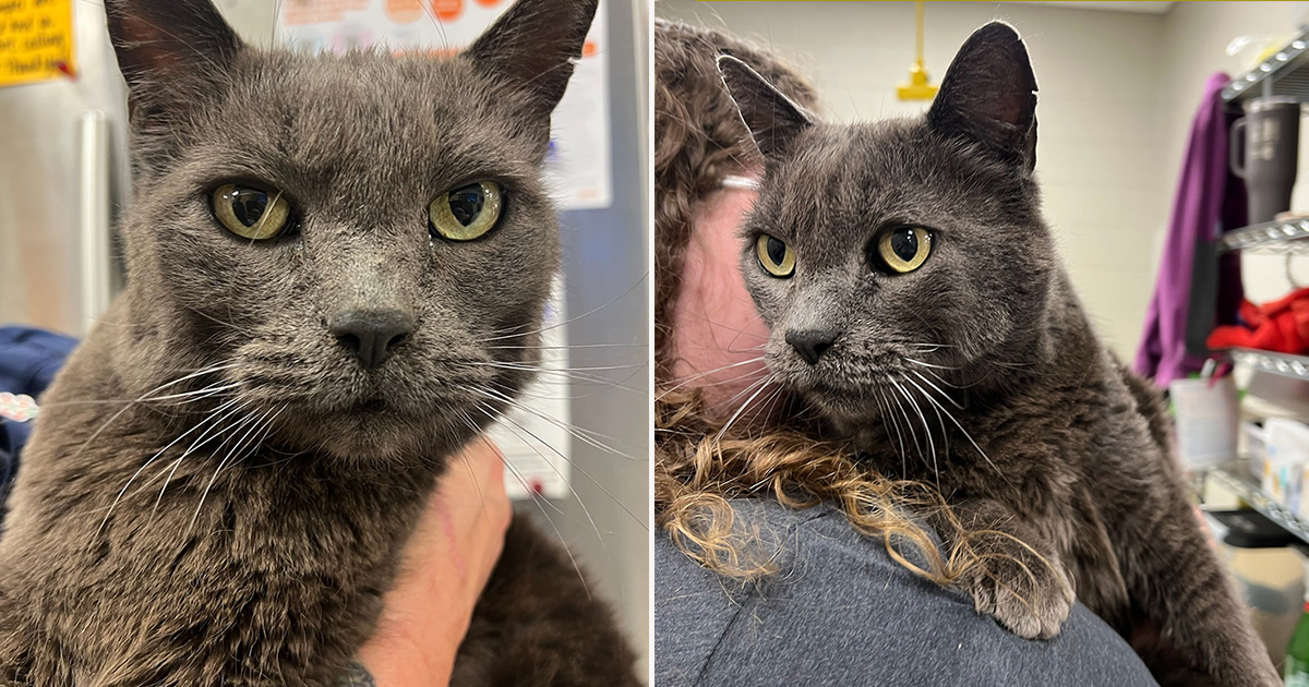 Cat Missing 5 Years Walked Up and Asked for Help from Rescuers at a Gas ...