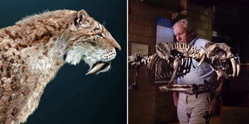New Fossil Discovery Is a Reminder Saber Tooth Cats Once Stalked ...