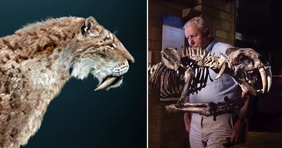 New Fossil Discovery Is a Reminder Saber Tooth Cats Once Stalked ...