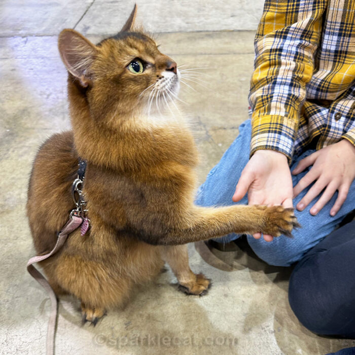 A Therapy Cat With Her Own Emotional Support Human Explains the ...