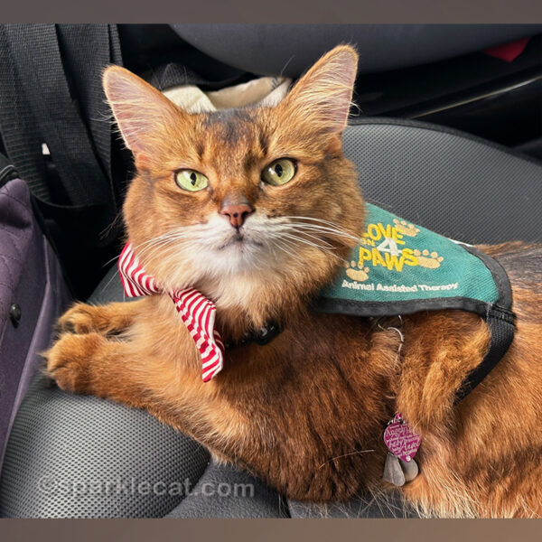 A Therapy Cat With Her Own Emotional Support Human Explains the ...