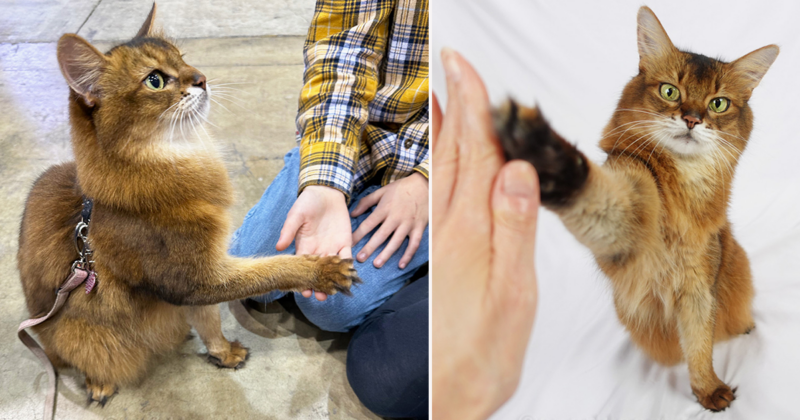 A Therapy Cat With Her Own Emotional Support Human Explains the ...