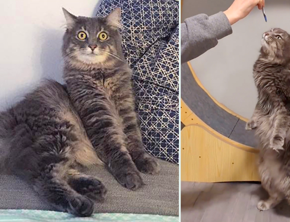 How to Celebrate Easter with Cats! - Cole & Marmalade