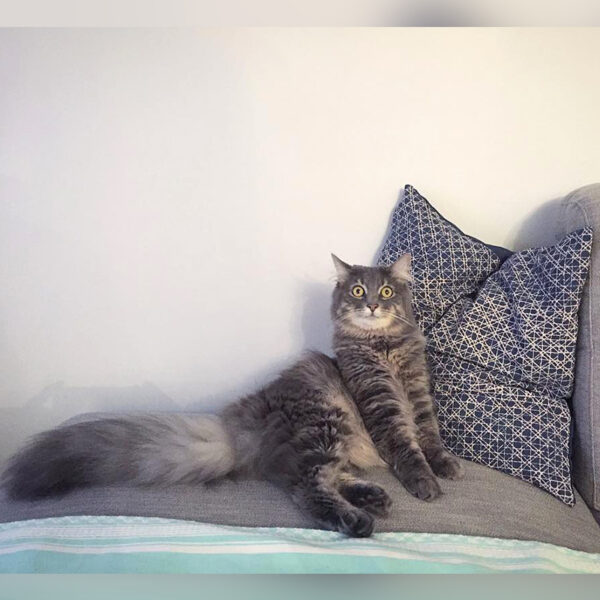 What's the Most Wonderful Thing About Living with a Weird Cat ...
