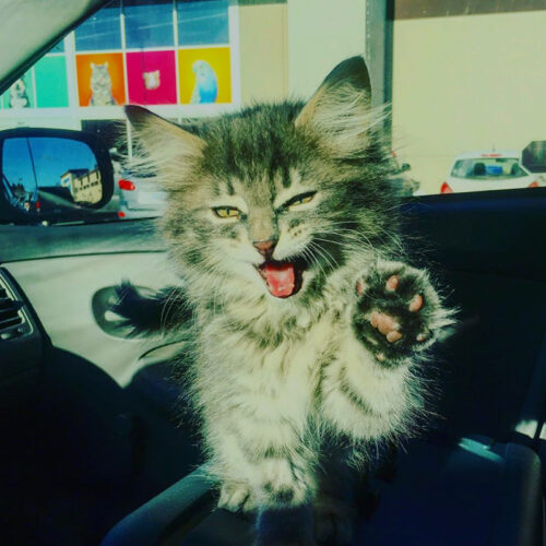 What's the Most Wonderful Thing About Living with a Weird Cat ...